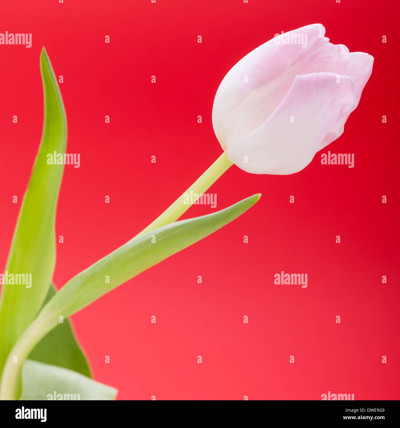 Symbolic seasonal spring background of dainty pink tulips with fresh ...