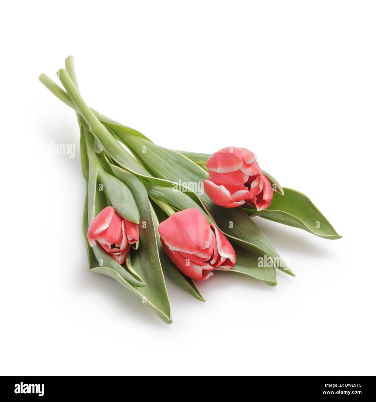 three red tulips, isolated on white background Stock Photo - Alamy