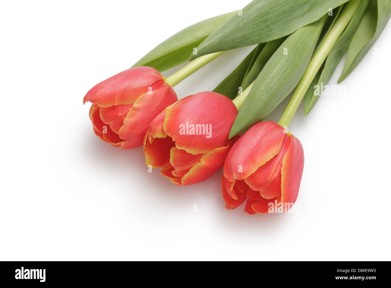 three red tulips, isolated on white background Stock Photo - Alamy