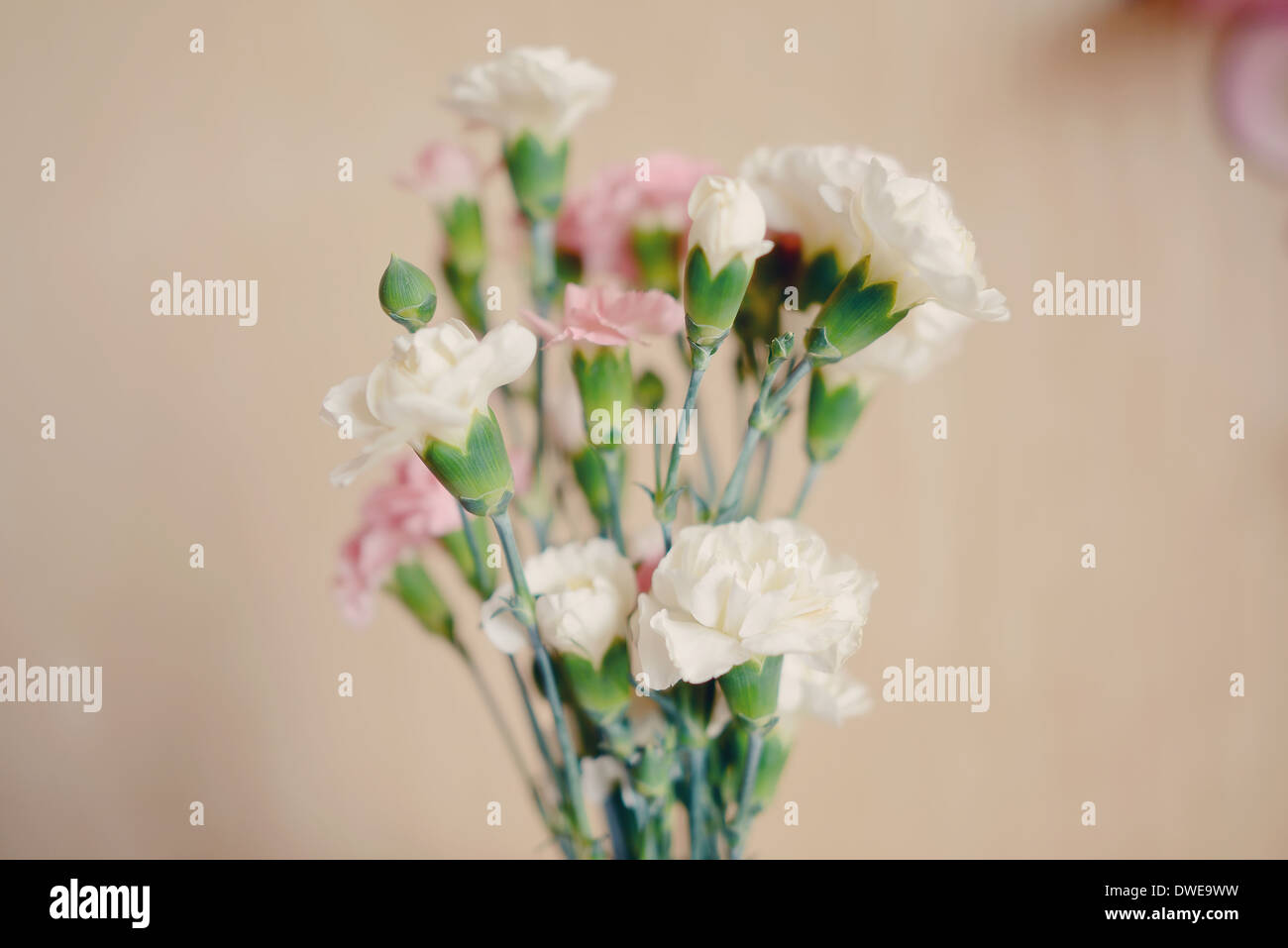 on abstract light background delicate bouquet of pink and white ...