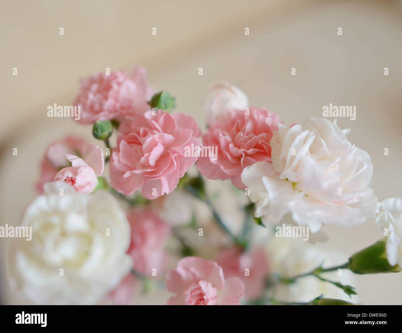 Pink carnations bouquet hi-res stock photography and images - Alamy