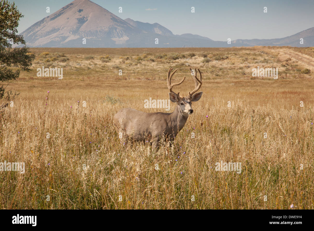 Mule-Deer with the Rocky Mountains in the background Stock Photo - Alamy