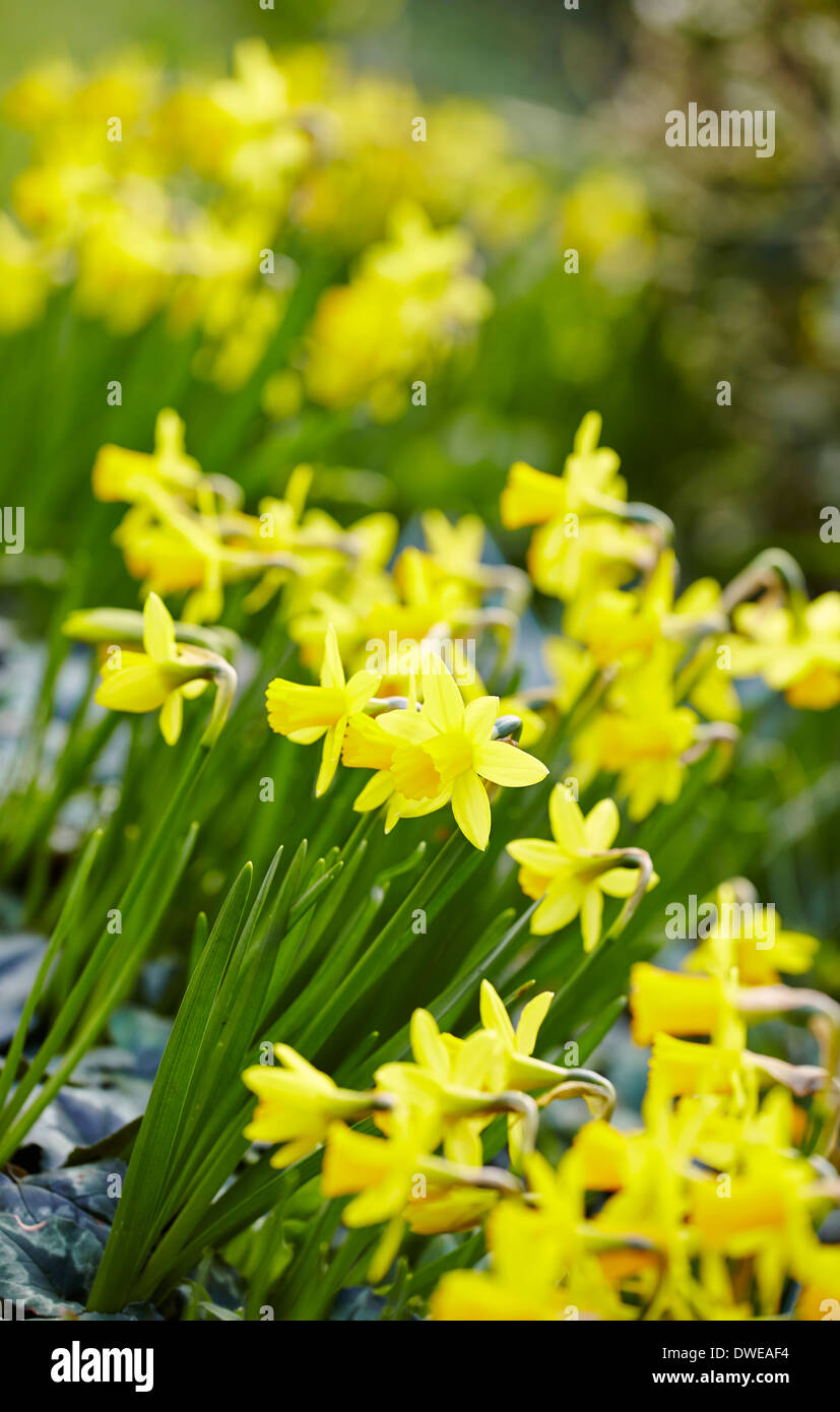 Spring Daffodils in the sunshine Stock Photo - Alamy