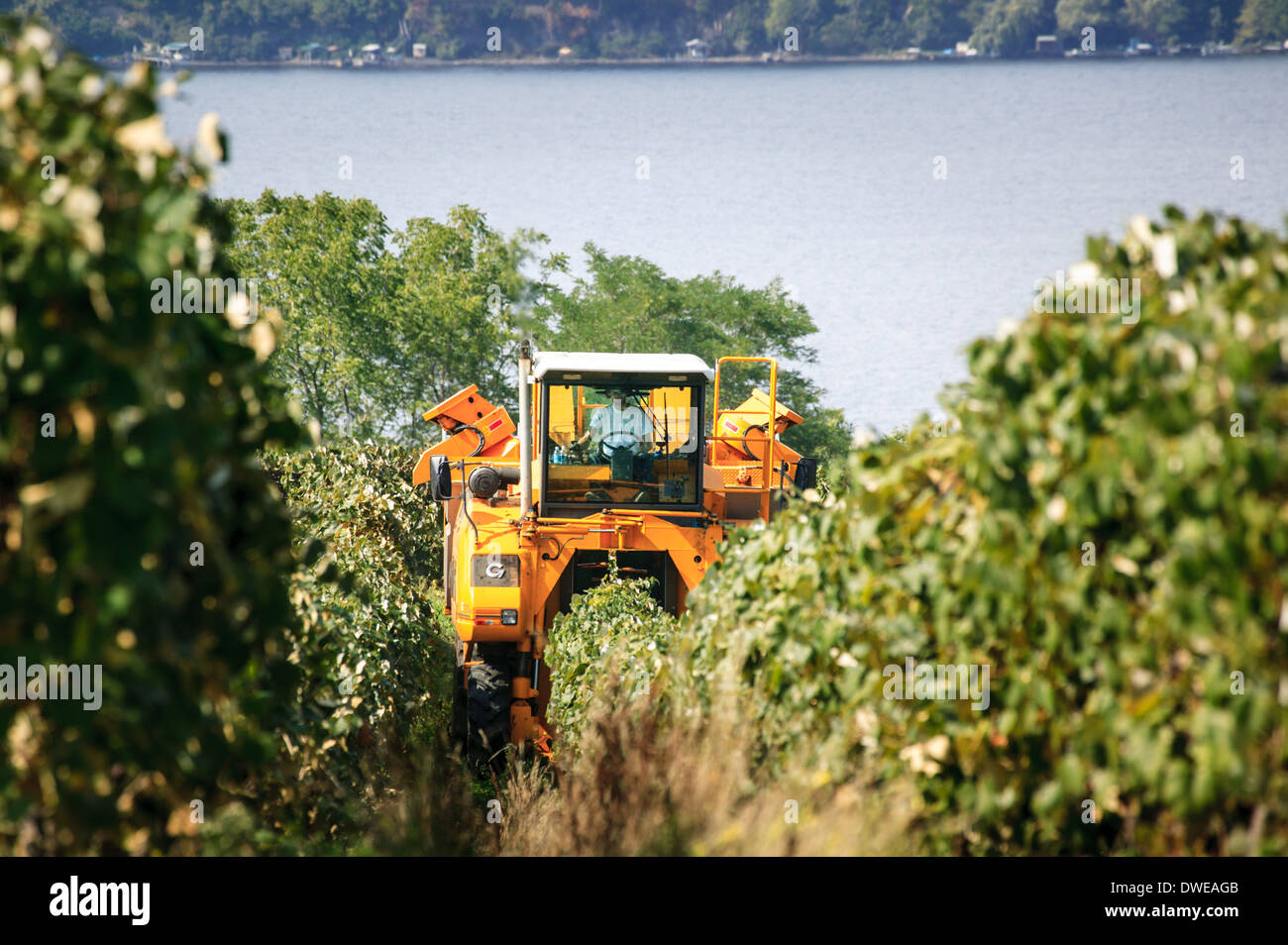 Gregoire mechanical harvester picking grapes for wine. Keuka Lake ...
