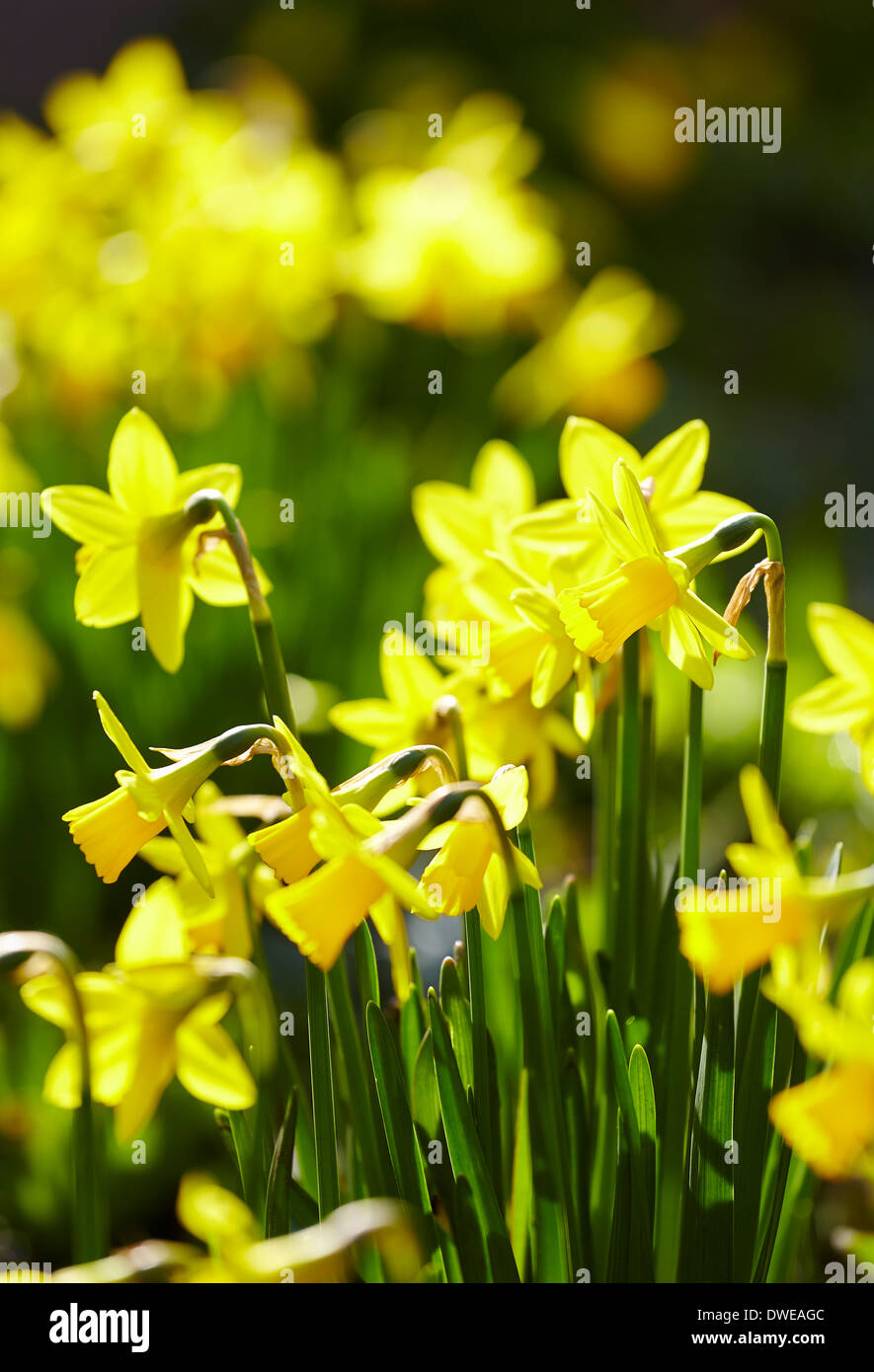 Spring Daffodils in the sunshine Stock Photo - Alamy