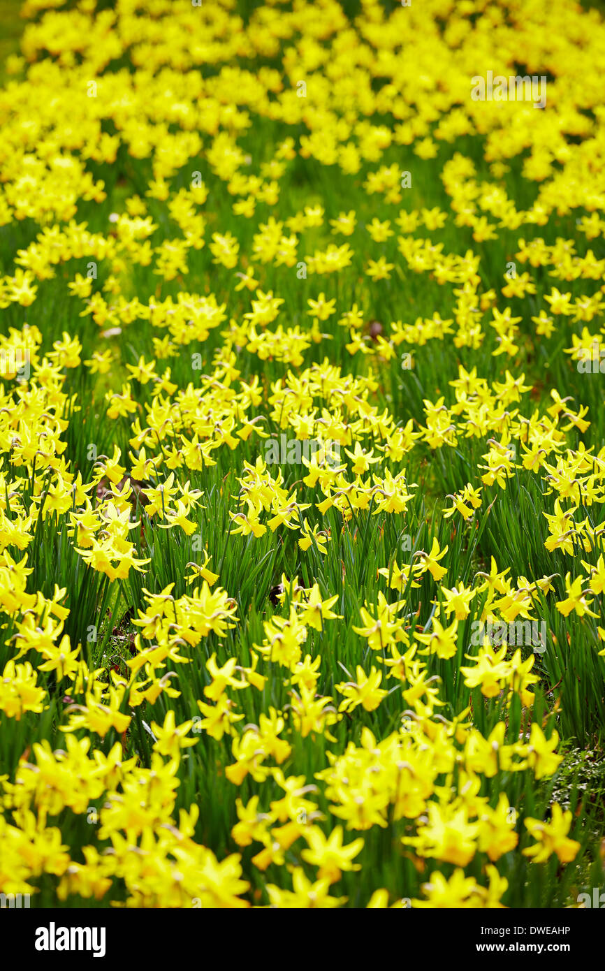 No daffodils hi-res stock photography and images - Alamy