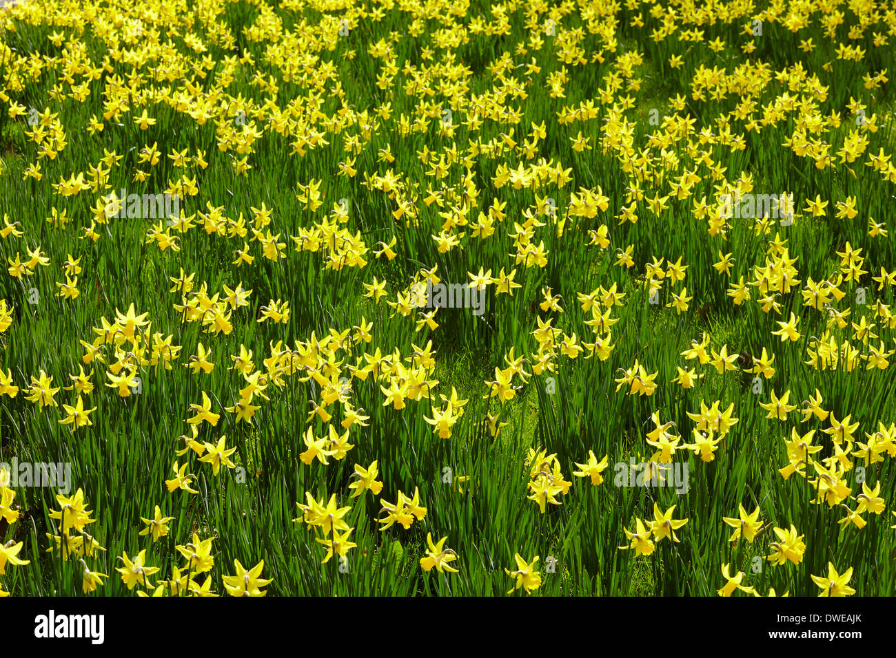 Spring Daffodils in the sunshine Stock Photo - Alamy