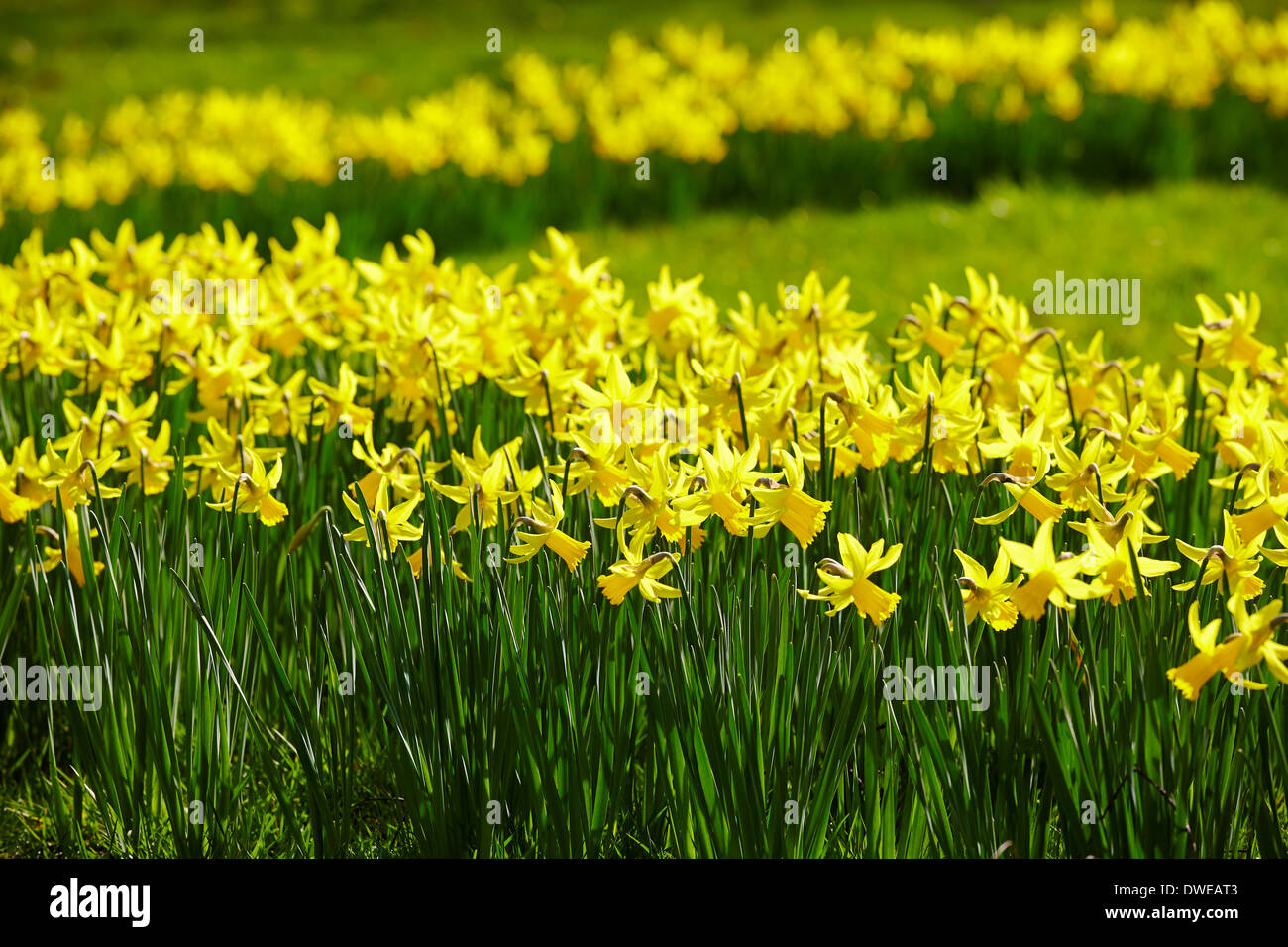 Spring Daffodils in the sunshine Stock Photo - Alamy