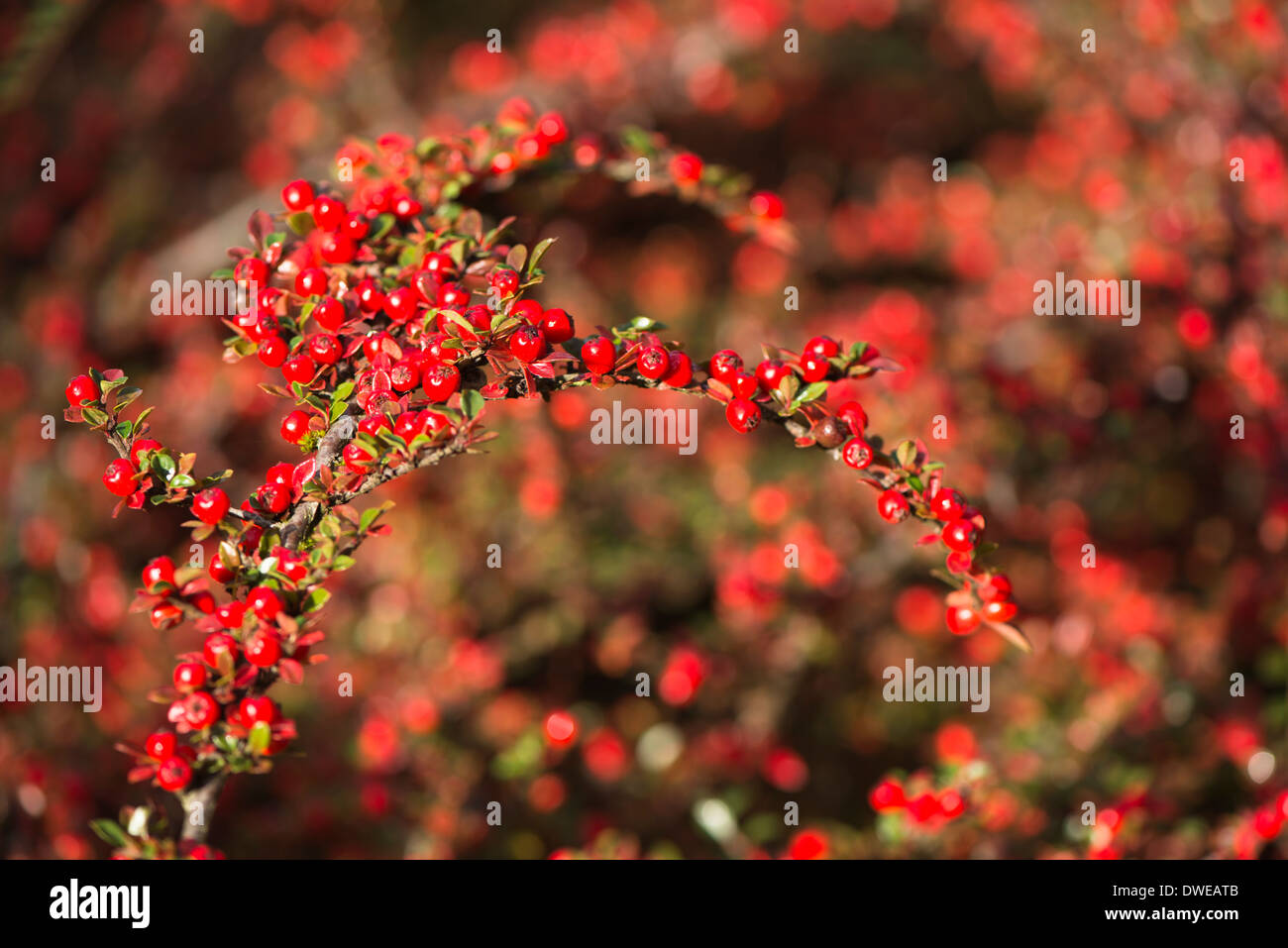 Cotoneaster horizontalis, Wall Cotoneaster, with berries in Autumn ...