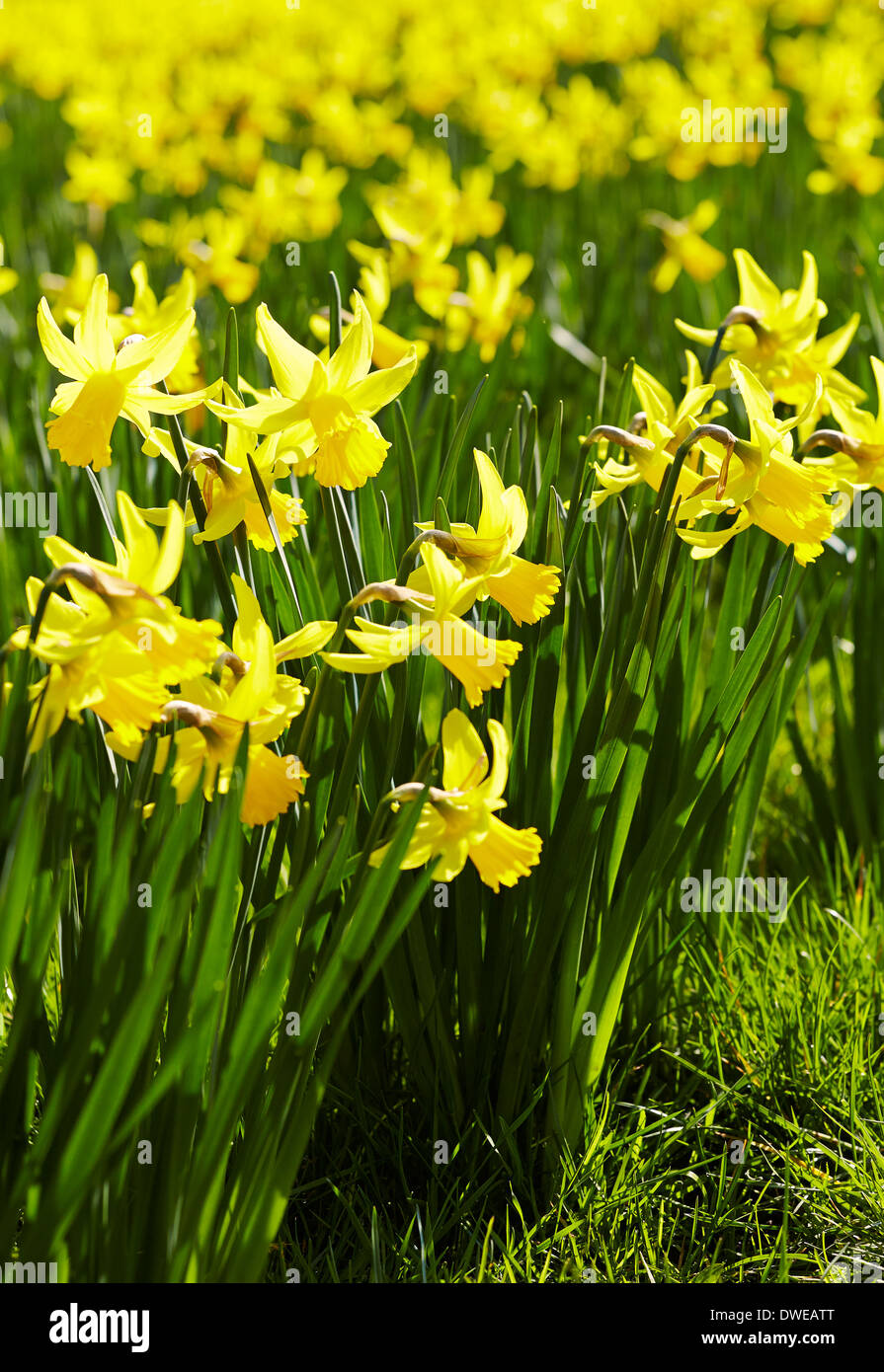 Spring Daffodils in the sunshine Stock Photo - Alamy