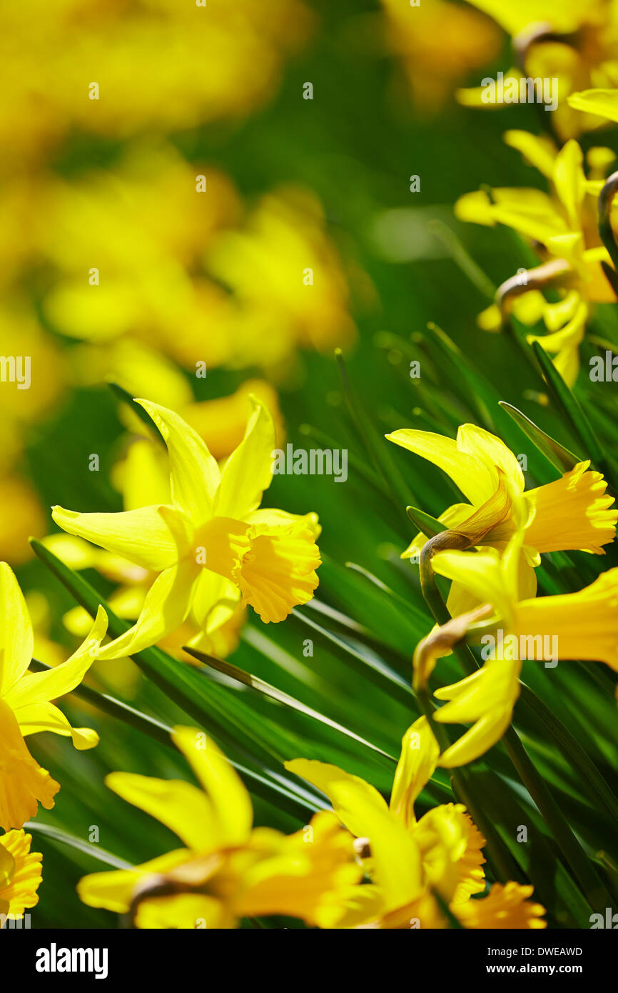 Spring Daffodils in the sunshine Stock Photo - Alamy