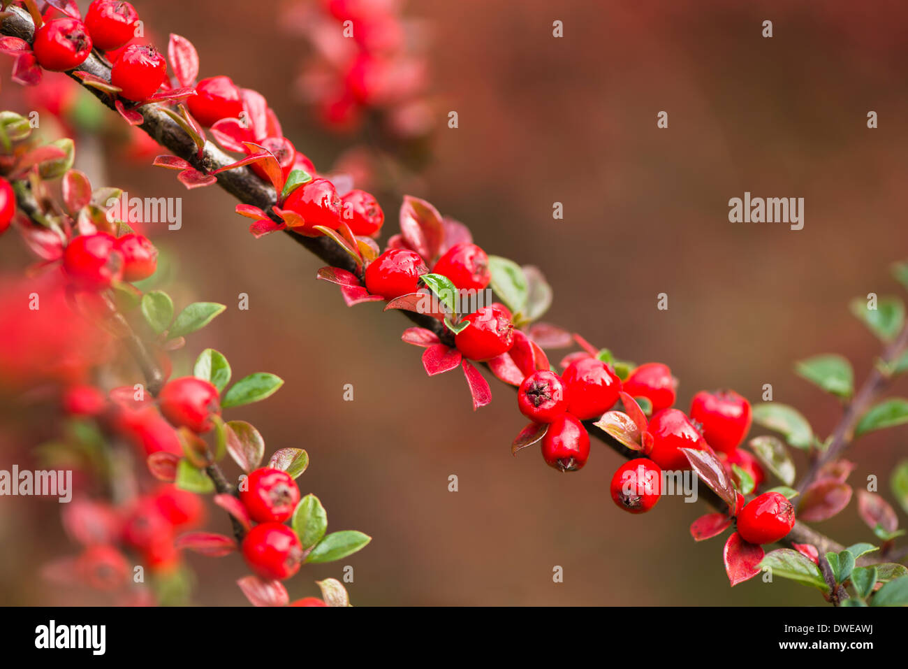 Cotoneaster horizontalis berries hi-res stock photography and images ...