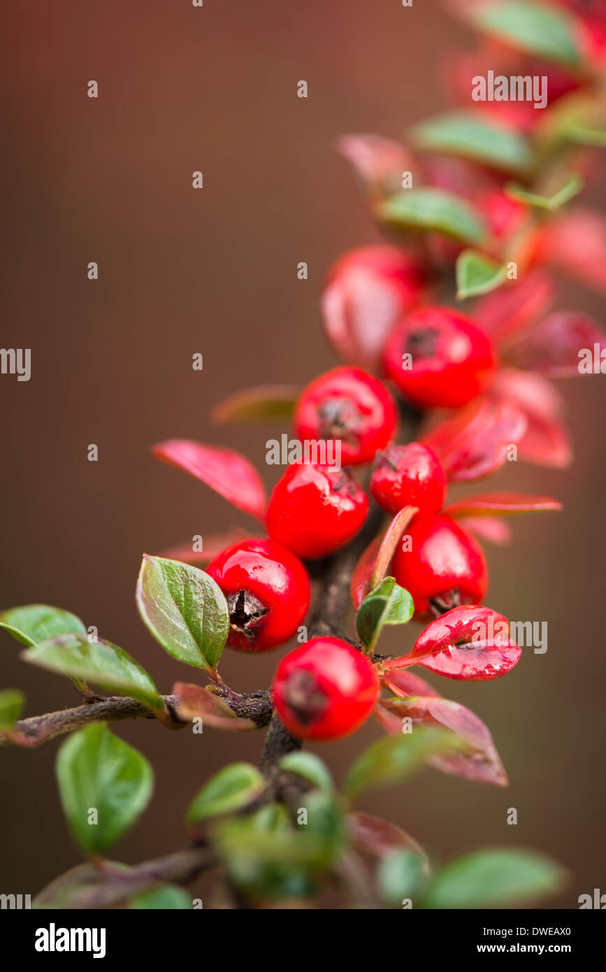 Cotoneaster horizontalis, Wall Cotoneaster, with berries in Autumn ...