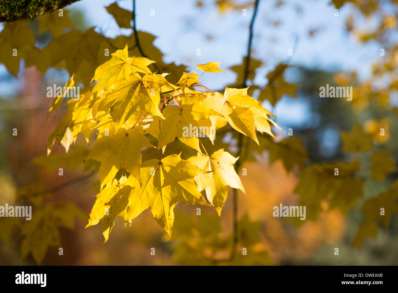 Acer cappadocicum 'Aureum' RHS AGM, Caucasian maple or Golden ...