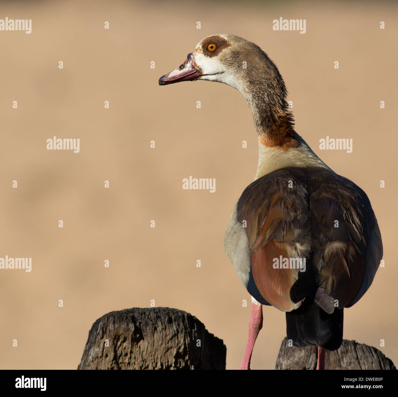 Egyptian Goose Stare Stock Photo - Alamy