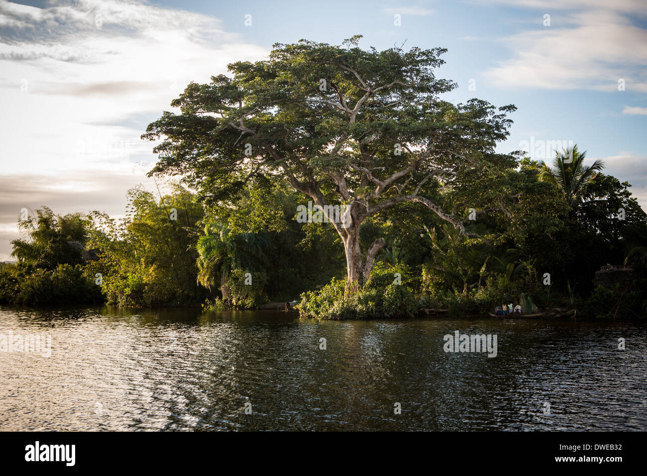 Large Madagascan tree by a riverside Stock Photo - Alamy