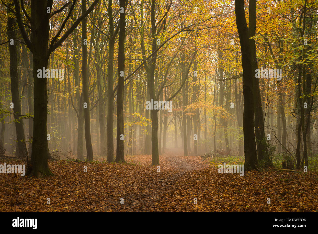 An Autumnal day along The Cotswold Way path as it passes through ...