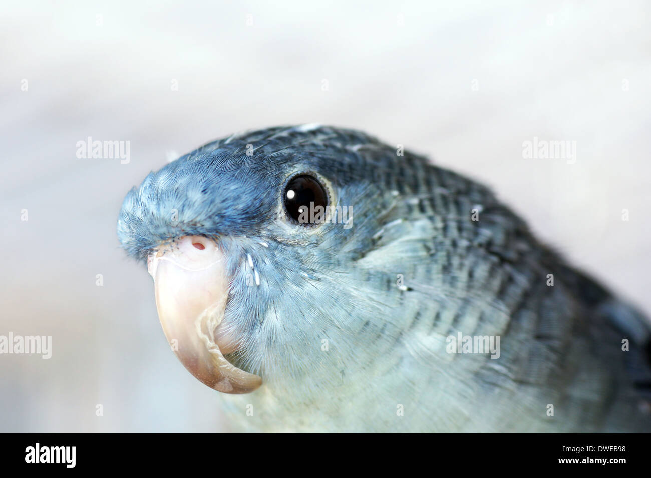 Grey Lineolated Parakeet