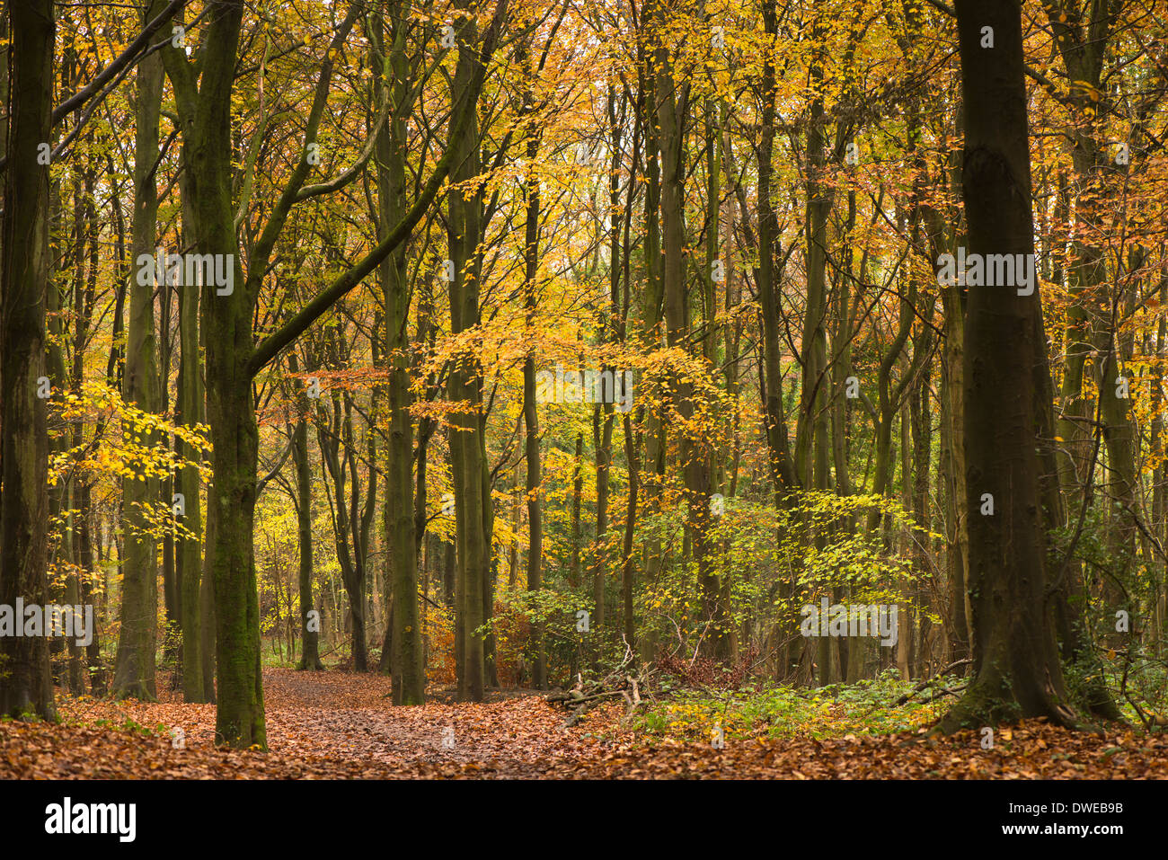 An Autumnal day along The Cotswold Way path as it passes through ...
