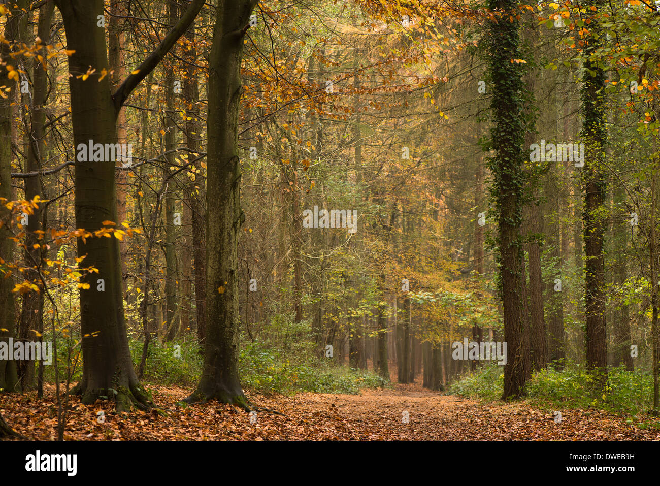 An Autumnal day along The Cotswold Way path as it passes through ...