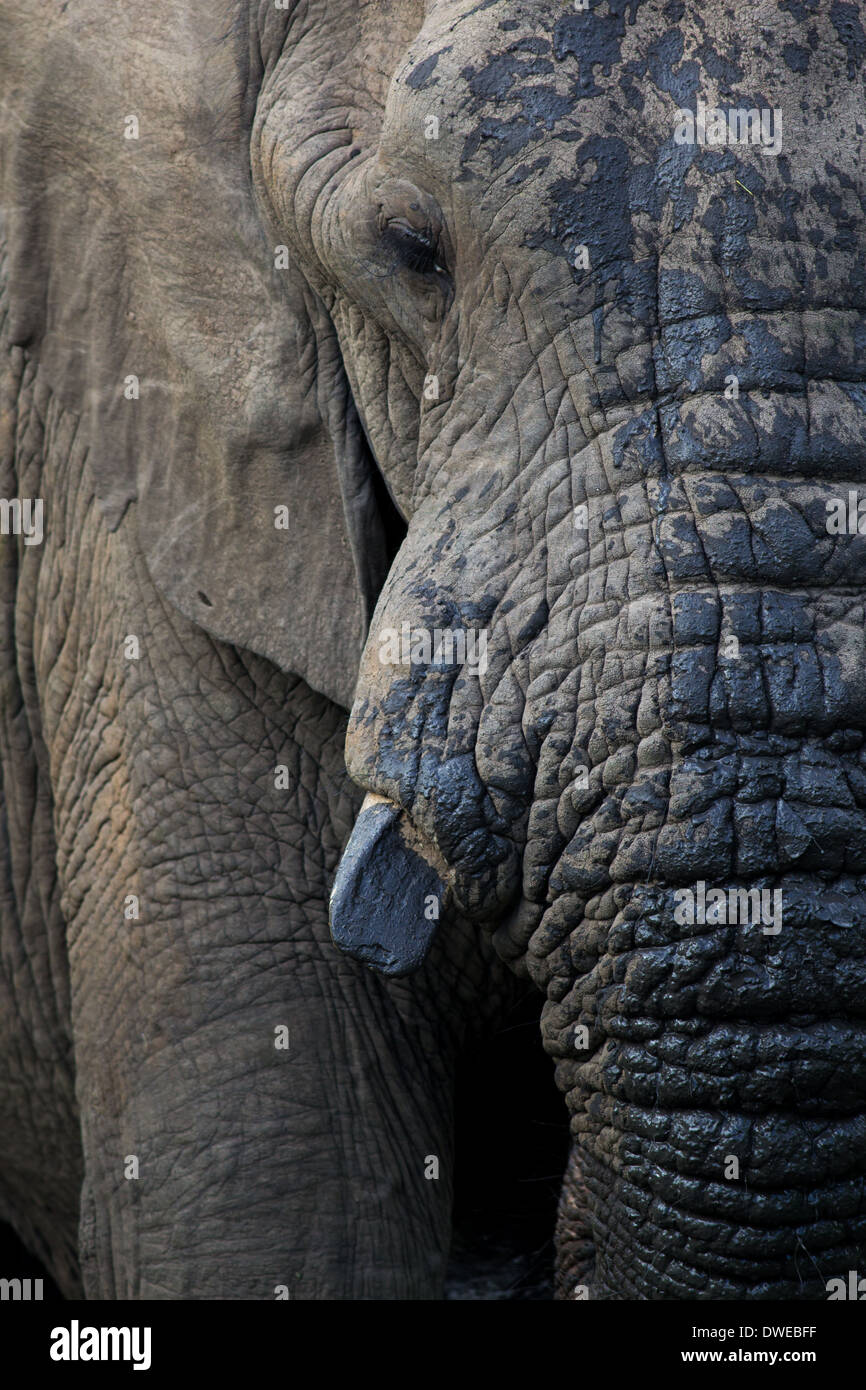 Elephant head shot, close up Stock Photo - Alamy