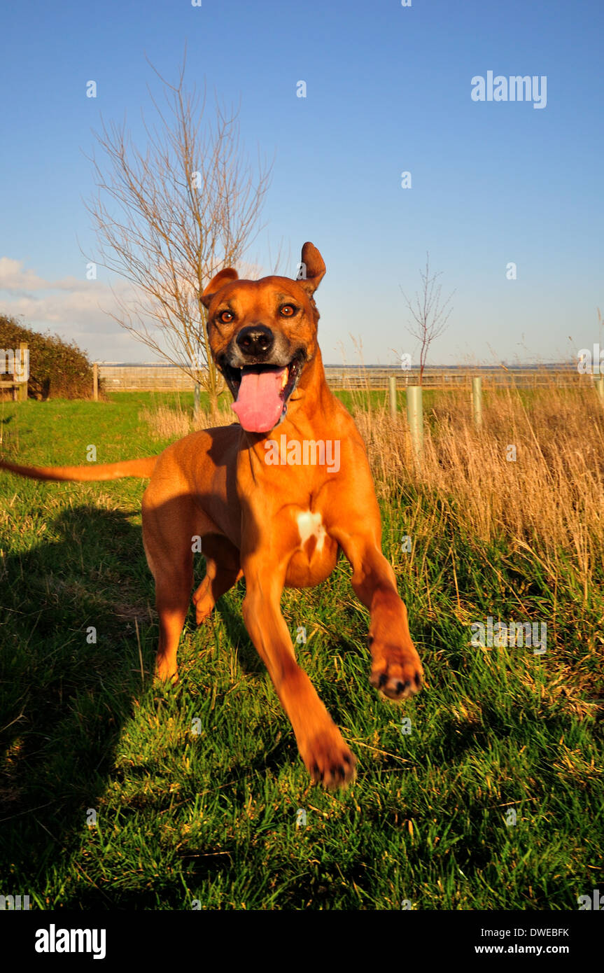 Rhodesian ridgeback hunt High Resolution Stock Photography and Images ...