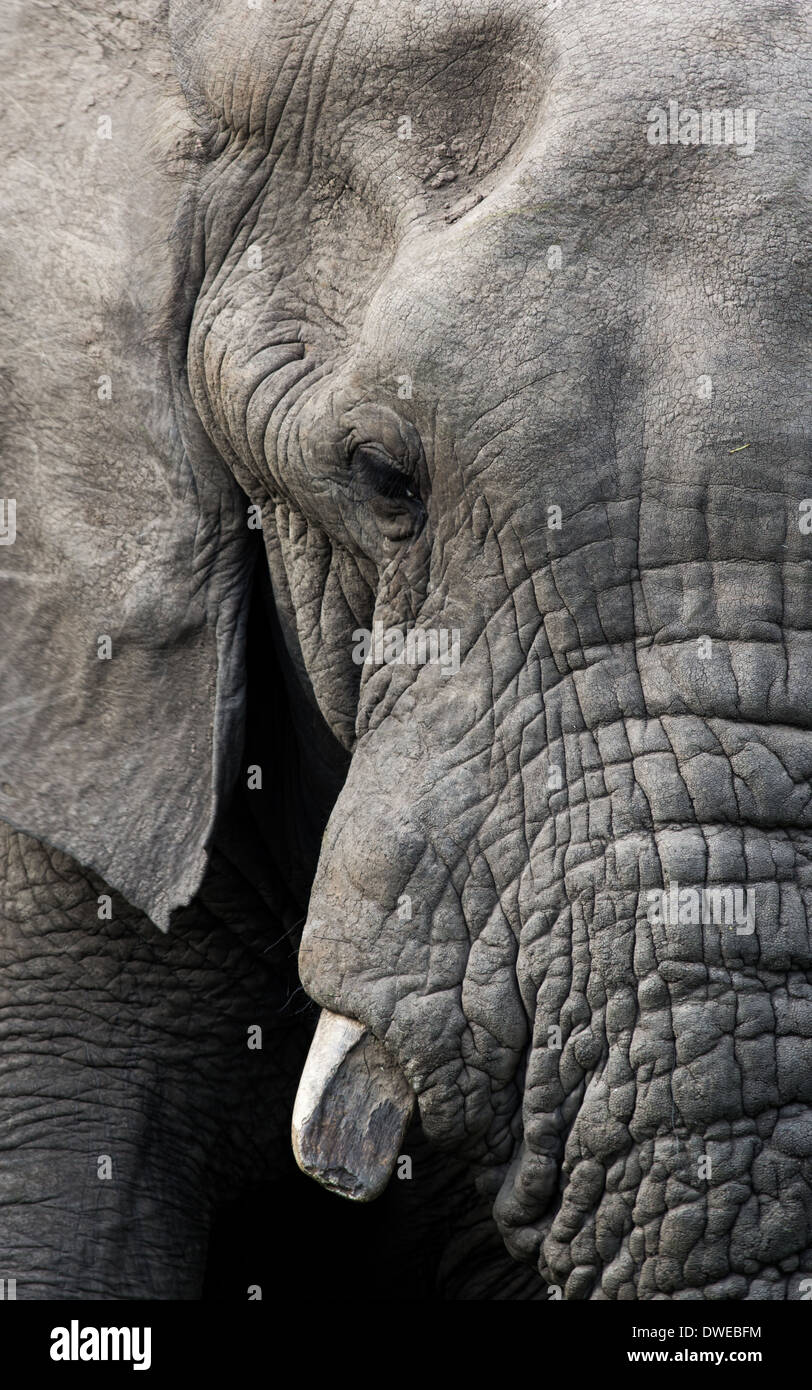 Elephant head shot, close up Stock Photo - Alamy