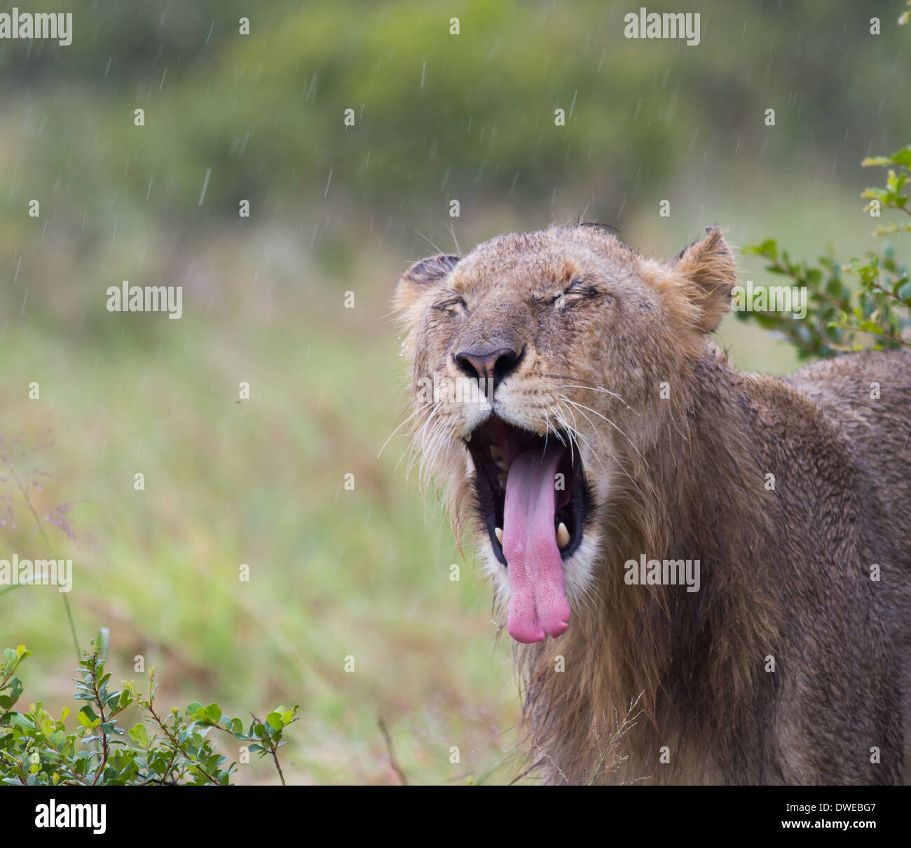 Lion yawning dangerously in the rain Stock Photo - Alamy