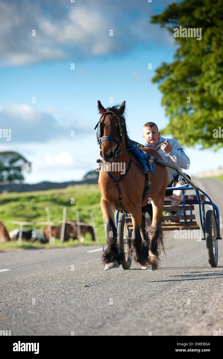 Gypsy horse race hi-res stock photography and images - Alamy