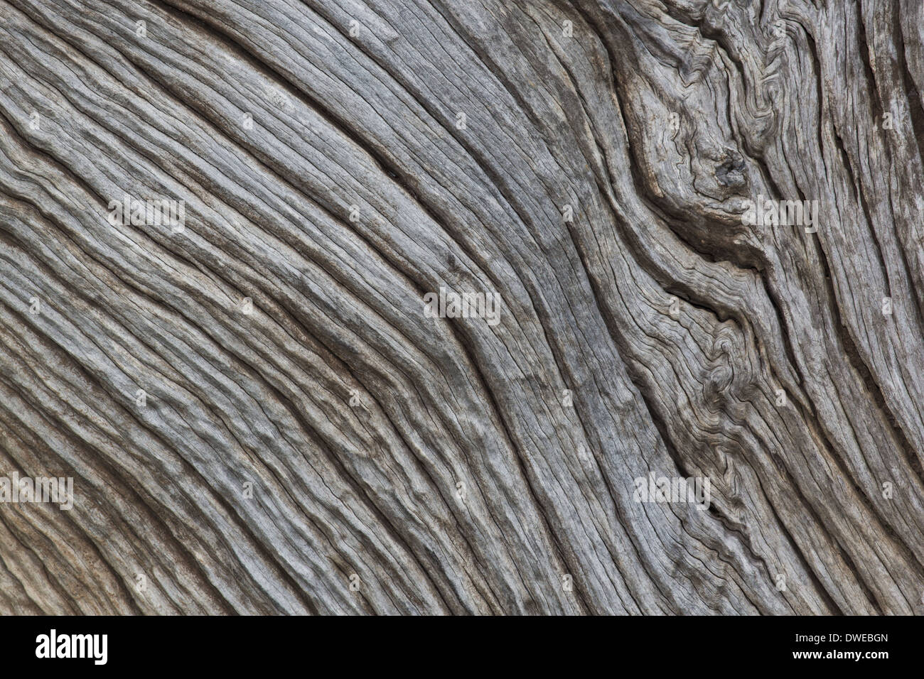 Dry Tree bark pattern Stock Photo - Alamy