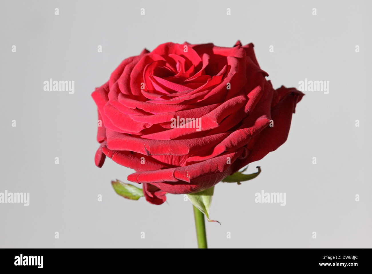 226 red hi-res stock photography and images - Alamy