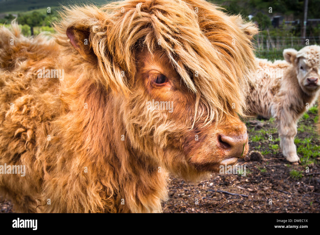 Native animals of scotland hi-res stock photography and images - Alamy