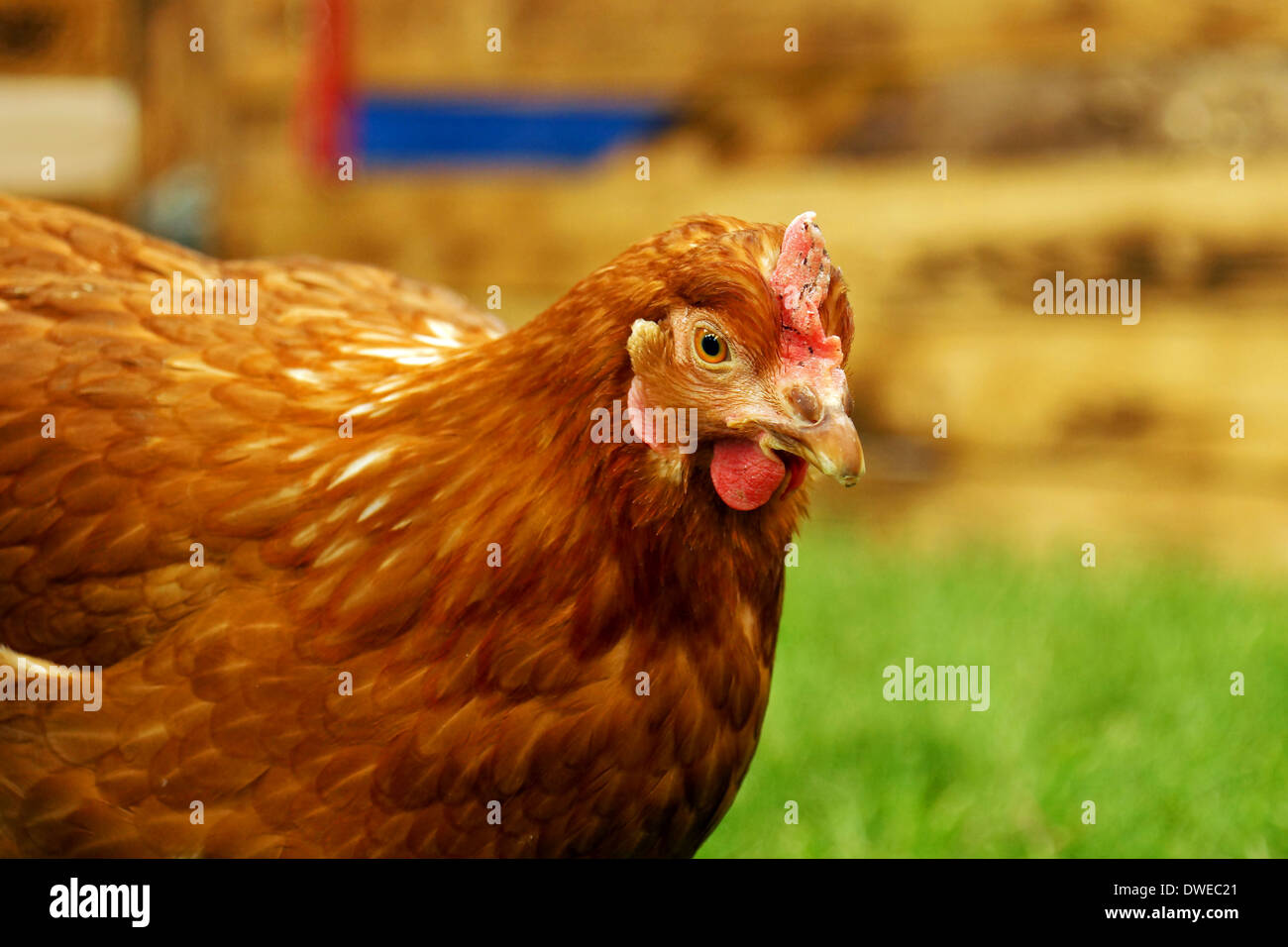 Pen hen hi-res stock photography and images - Alamy