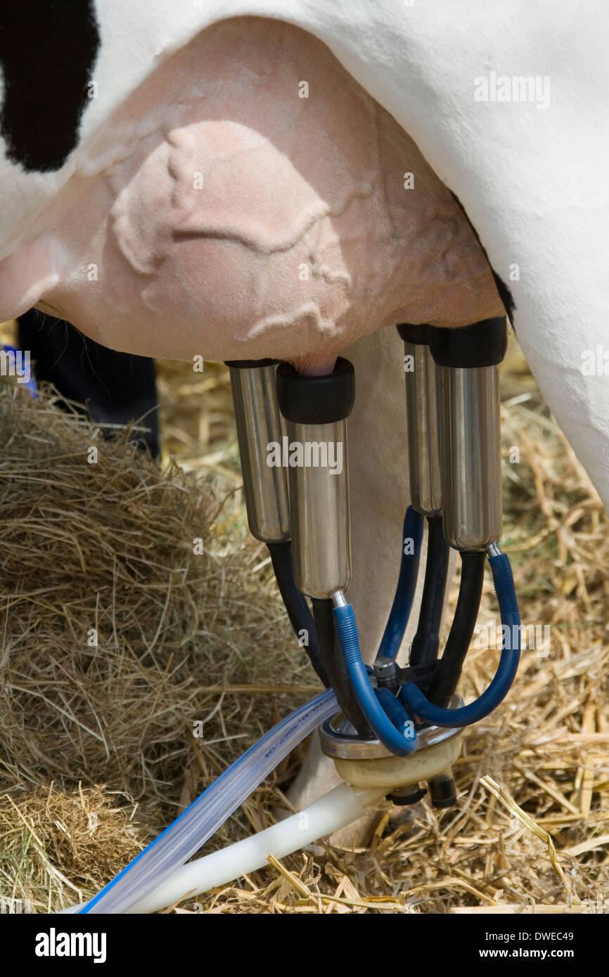 Milking a dairy cow using an automatic milking machine Stock Photo - Alamy