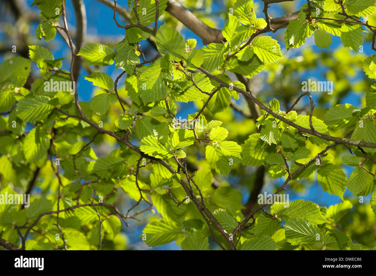 New spring vegetation hi-res stock photography and images - Alamy