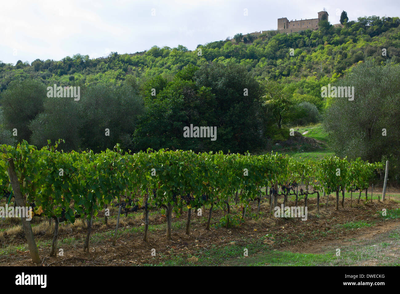 Grape vines tuscany italy hi-res stock photography and images - Alamy