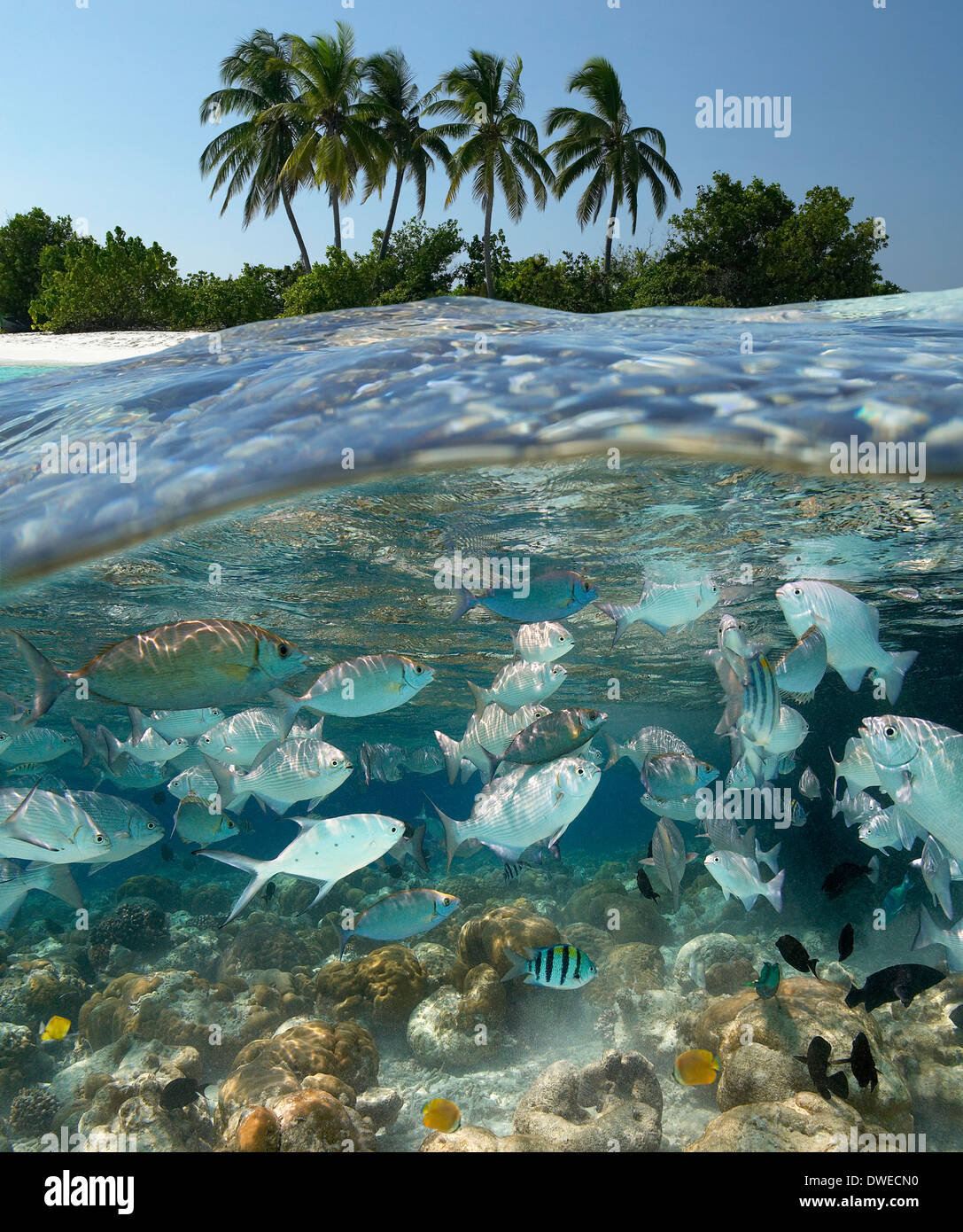 Tropical Lagoon in South Ari Atoll in The Maldives Stock Photo - Alamy
