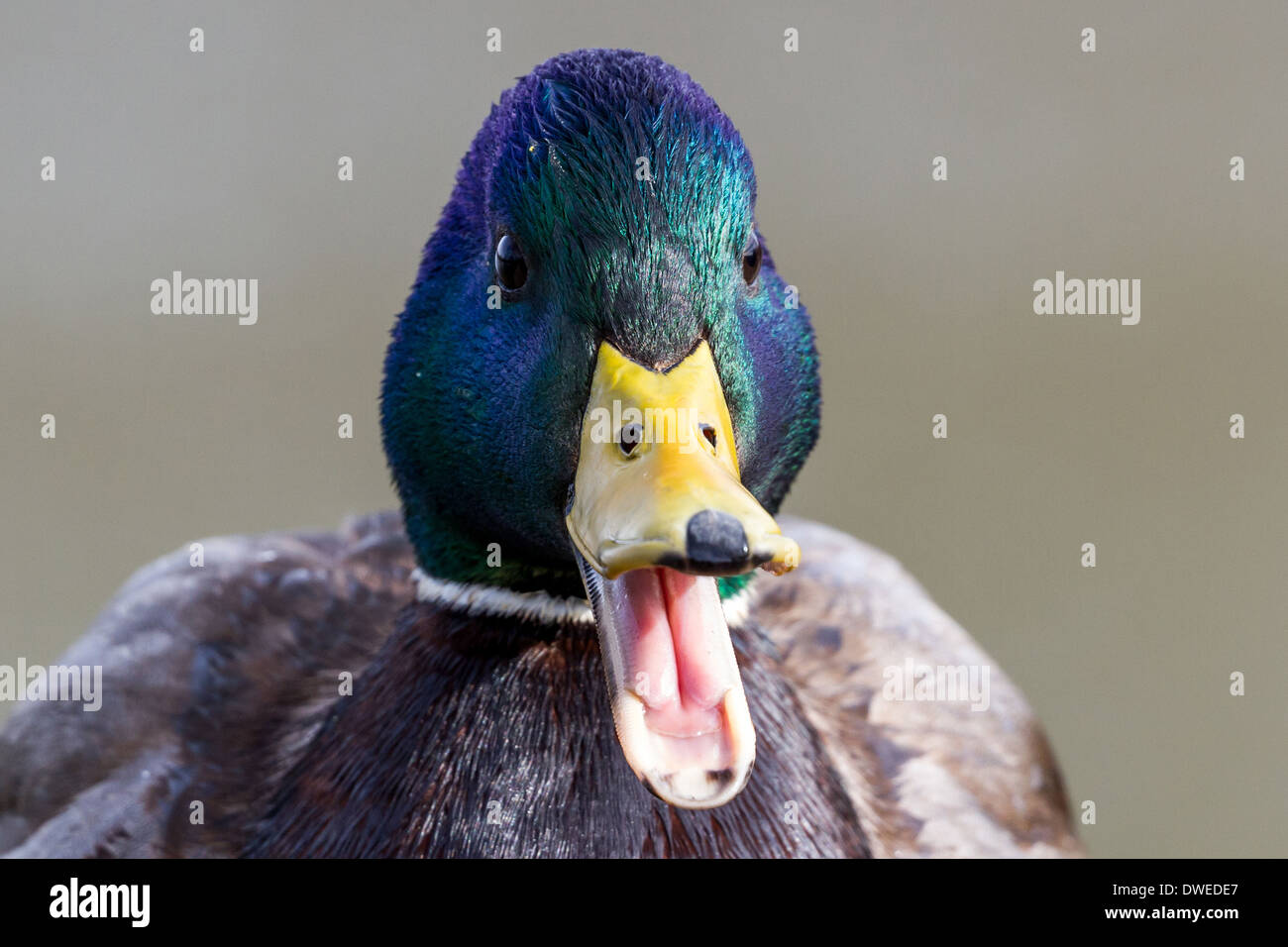 Mallard Duck close up shot Stock Photo - Alamy