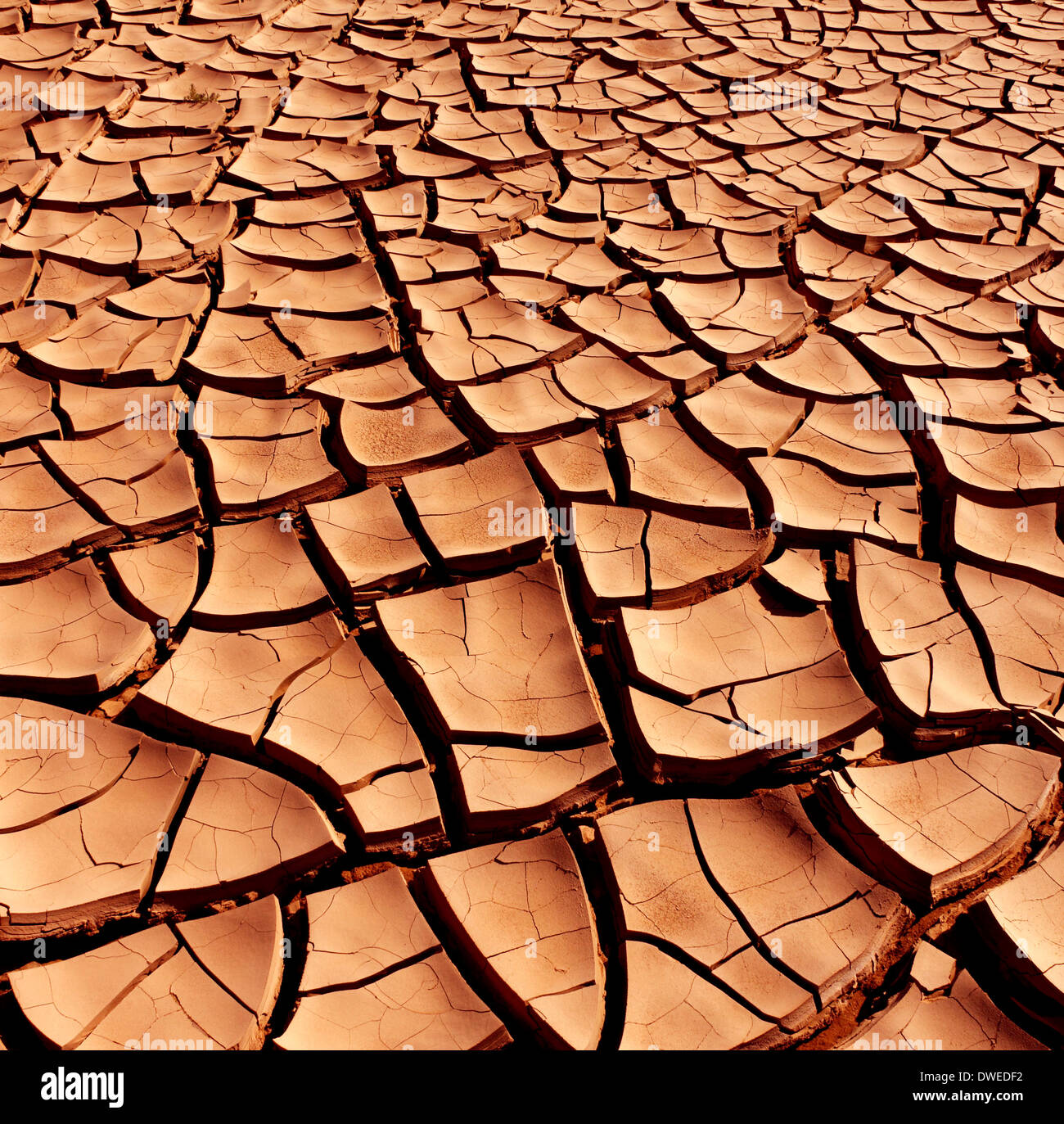 Cracked Desert Art