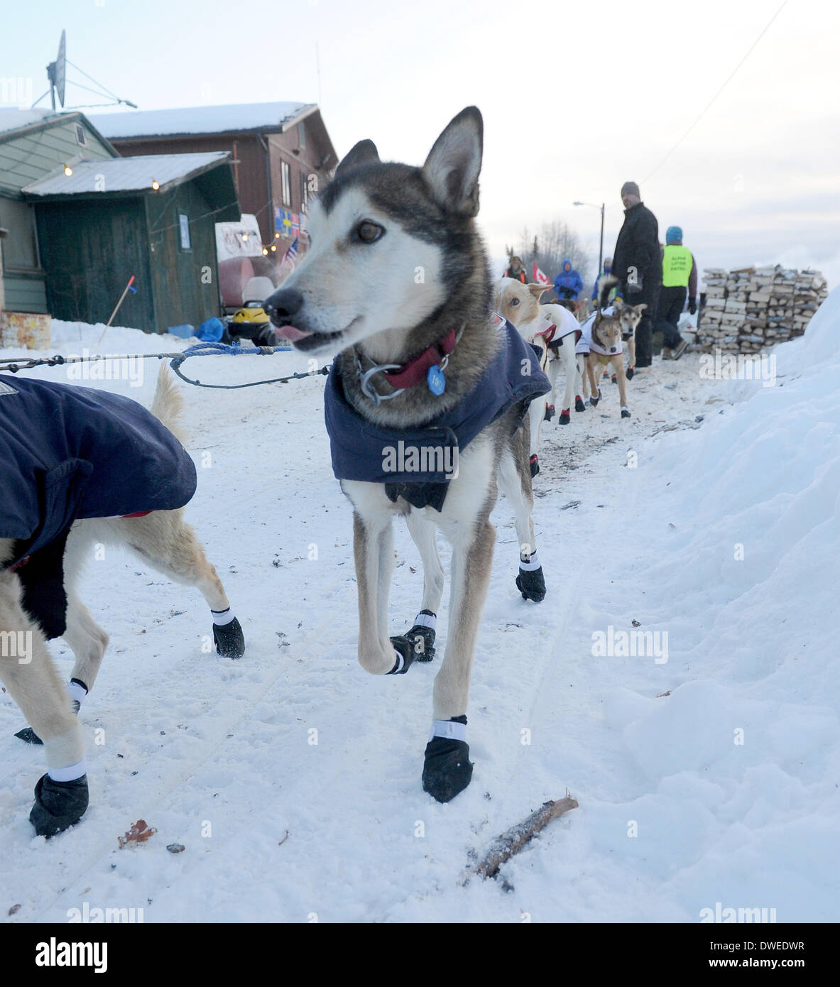 Takotna, AK, USA. 6th Mar, 2014. BOB HALLINEN / Anchorage Daily News ...