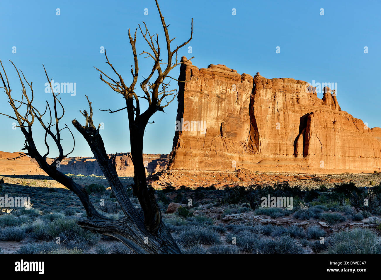 Tree and Tower of Babel, Arches National Park, Moab, Utah USA Stock ...