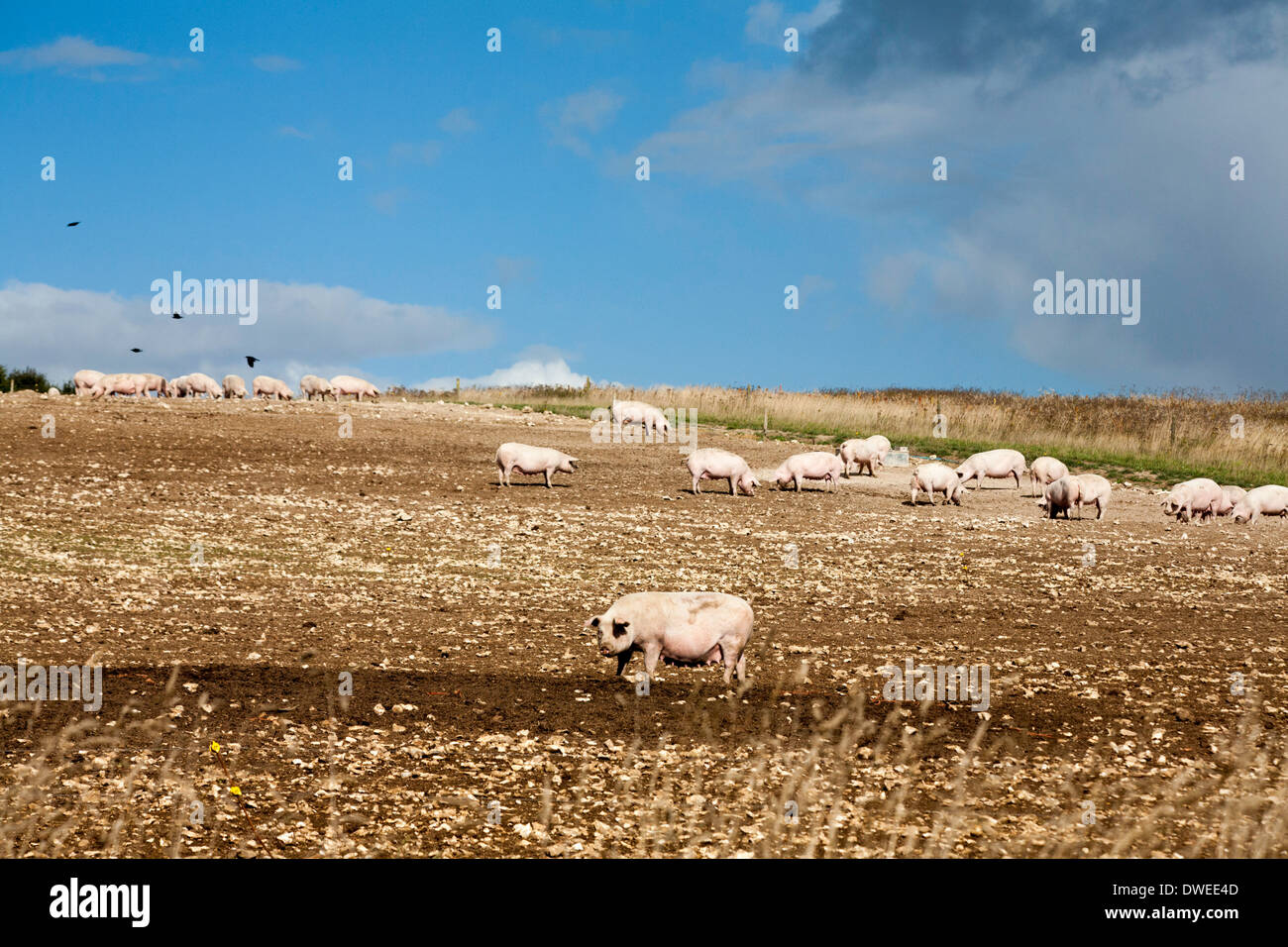 Rearing pigs hi-res stock photography and images - Alamy