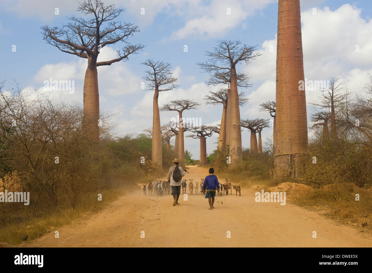 Avenue of baobab Stock Photo - Alamy