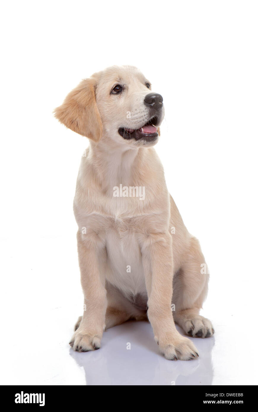Golden labrador puppy hi-res stock photography and images - Alamy