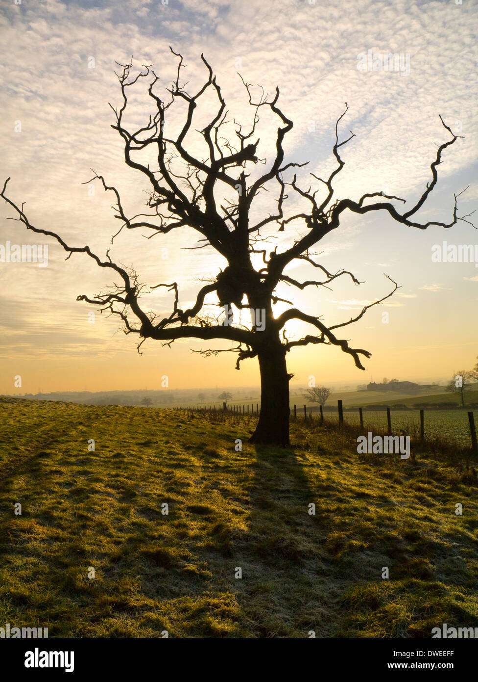 Leafless tree hi-res stock photography and images - Alamy