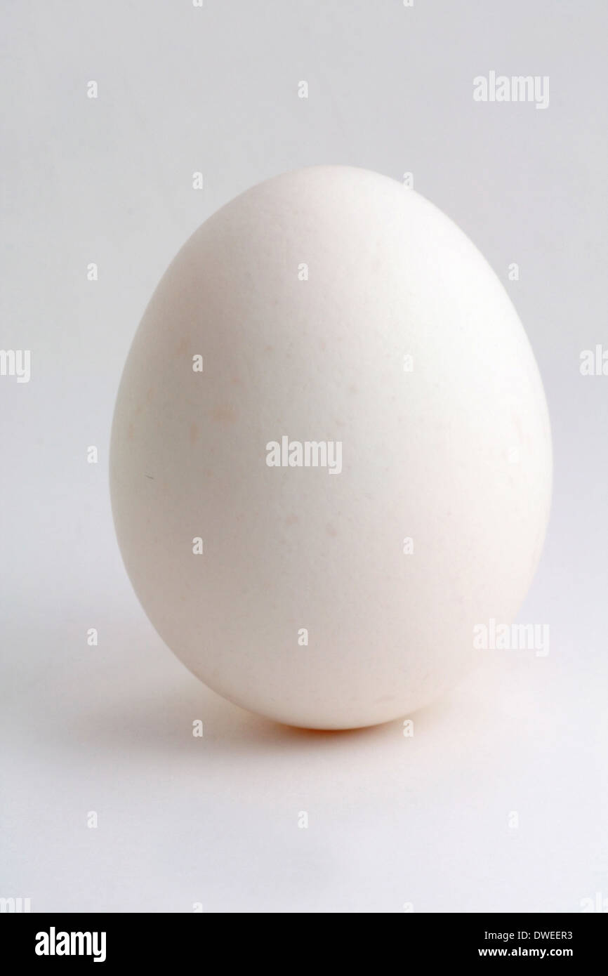White hen egg hi-res stock photography and images - Alamy