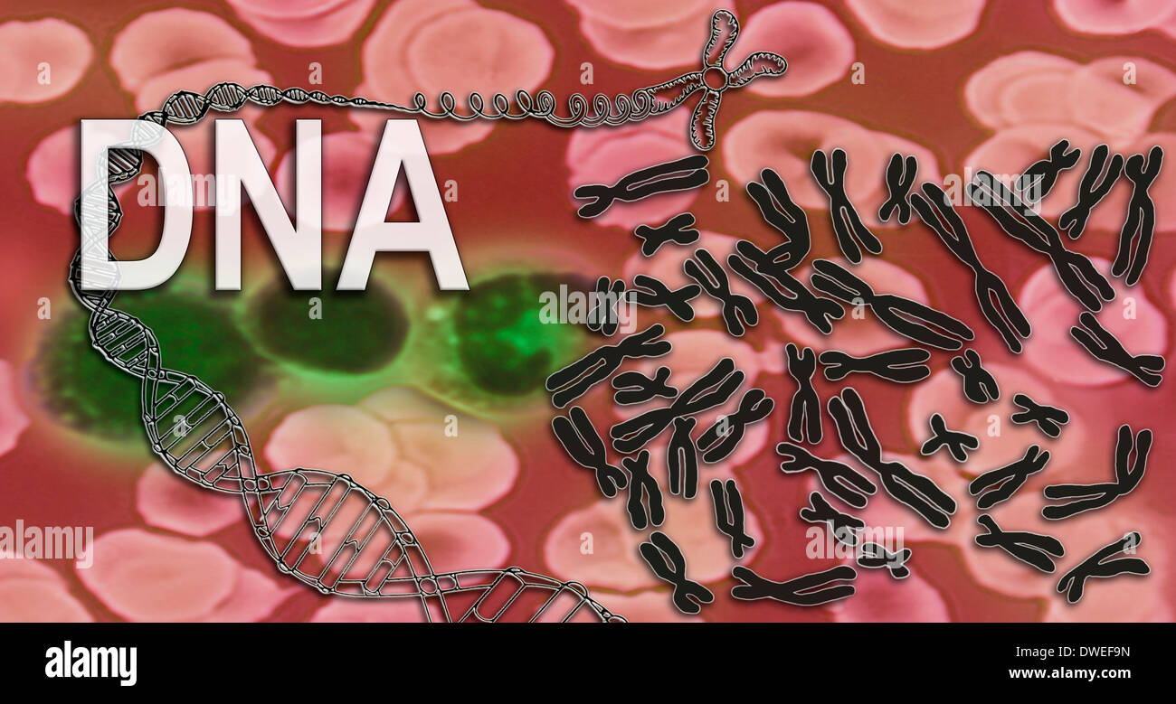 Human chromosomes - DNA Stock Photo - Alamy
