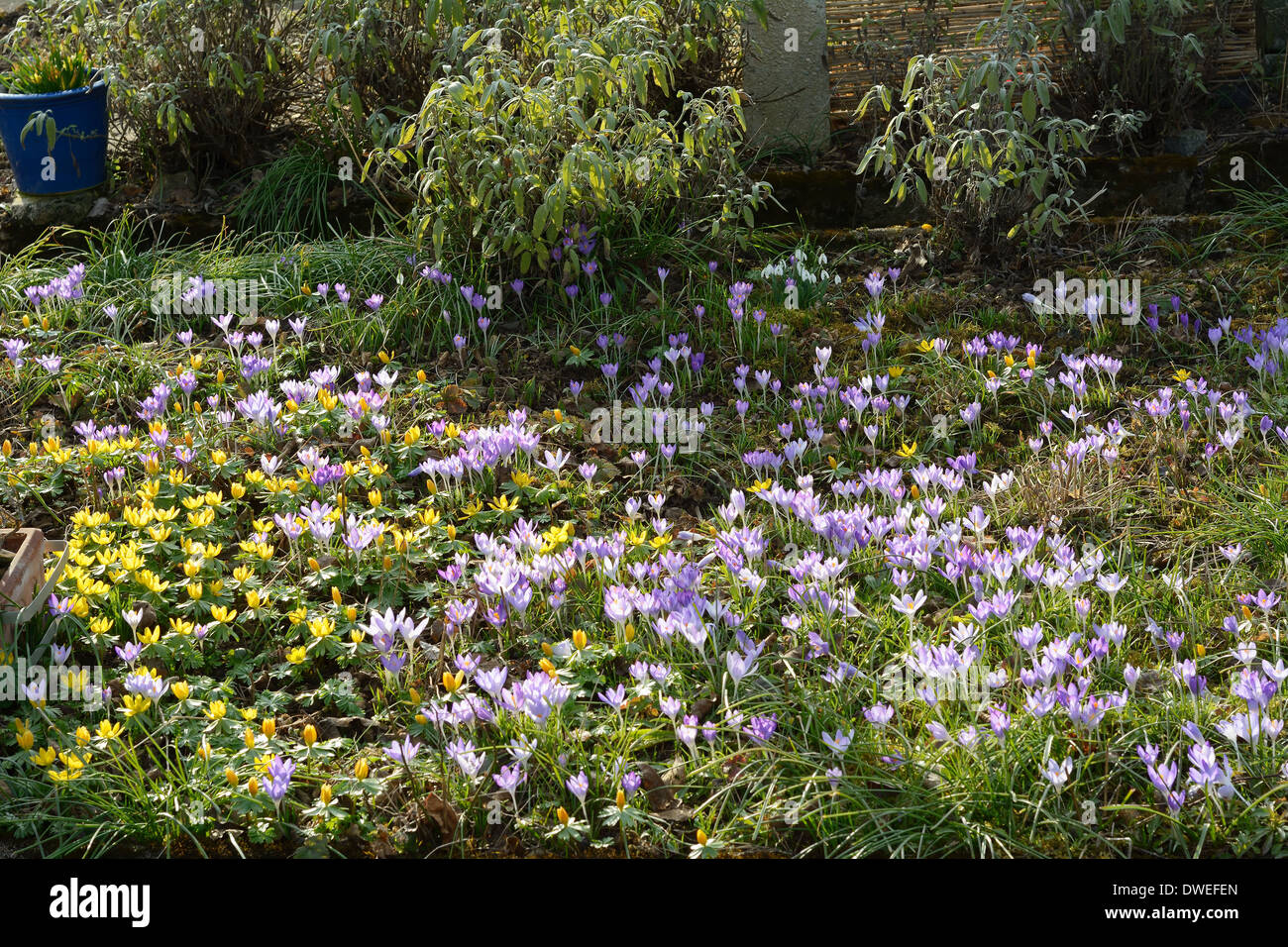 Spring wild flowers hi-res stock photography and images - Alamy