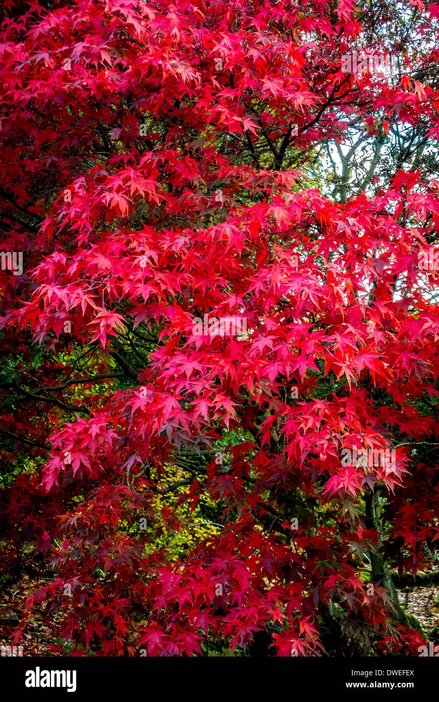 Acer Palmatum leaves in Autumn Stock Photo - Alamy