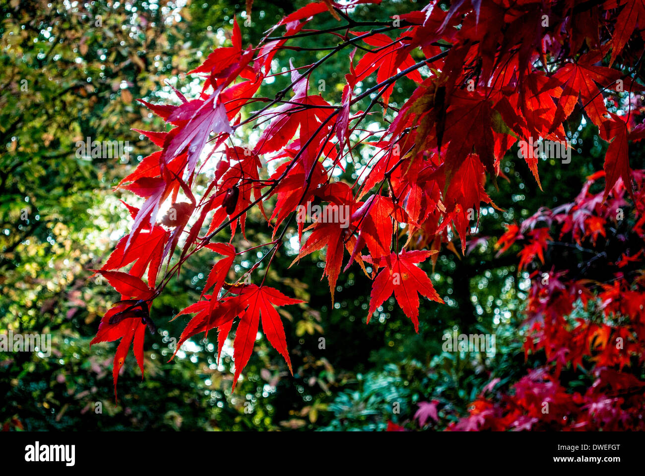 Acer Palmatum leaves Stock Photo - Alamy